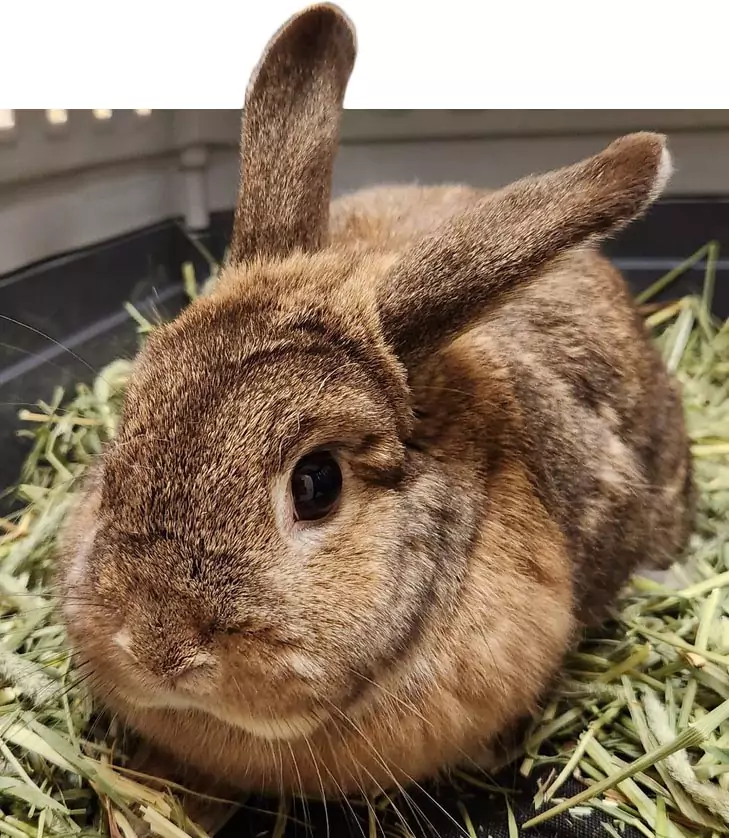 Exotic Vet - Animal Ark Animal Hospital